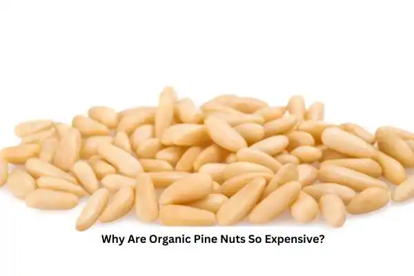 Why Are Organic Pine Nuts So Expensive? - Sahara Foods UK