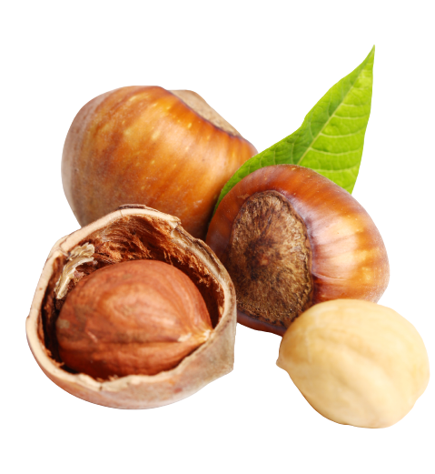 Buy Premium Wholesale Bulk Hazelnuts- Sahara Foods UK